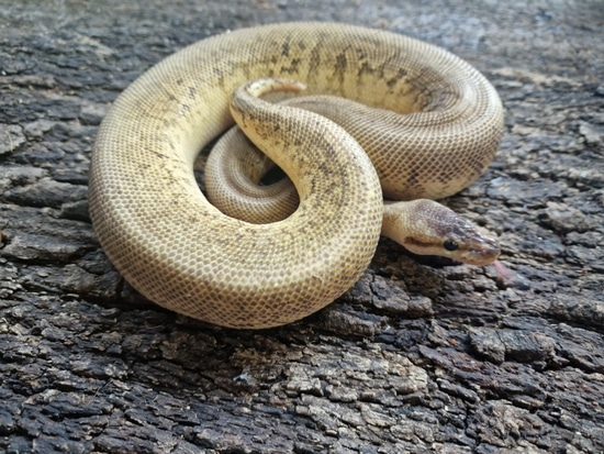Black Pastel Dragonfly Ball Python by Reptasia Pet Centre