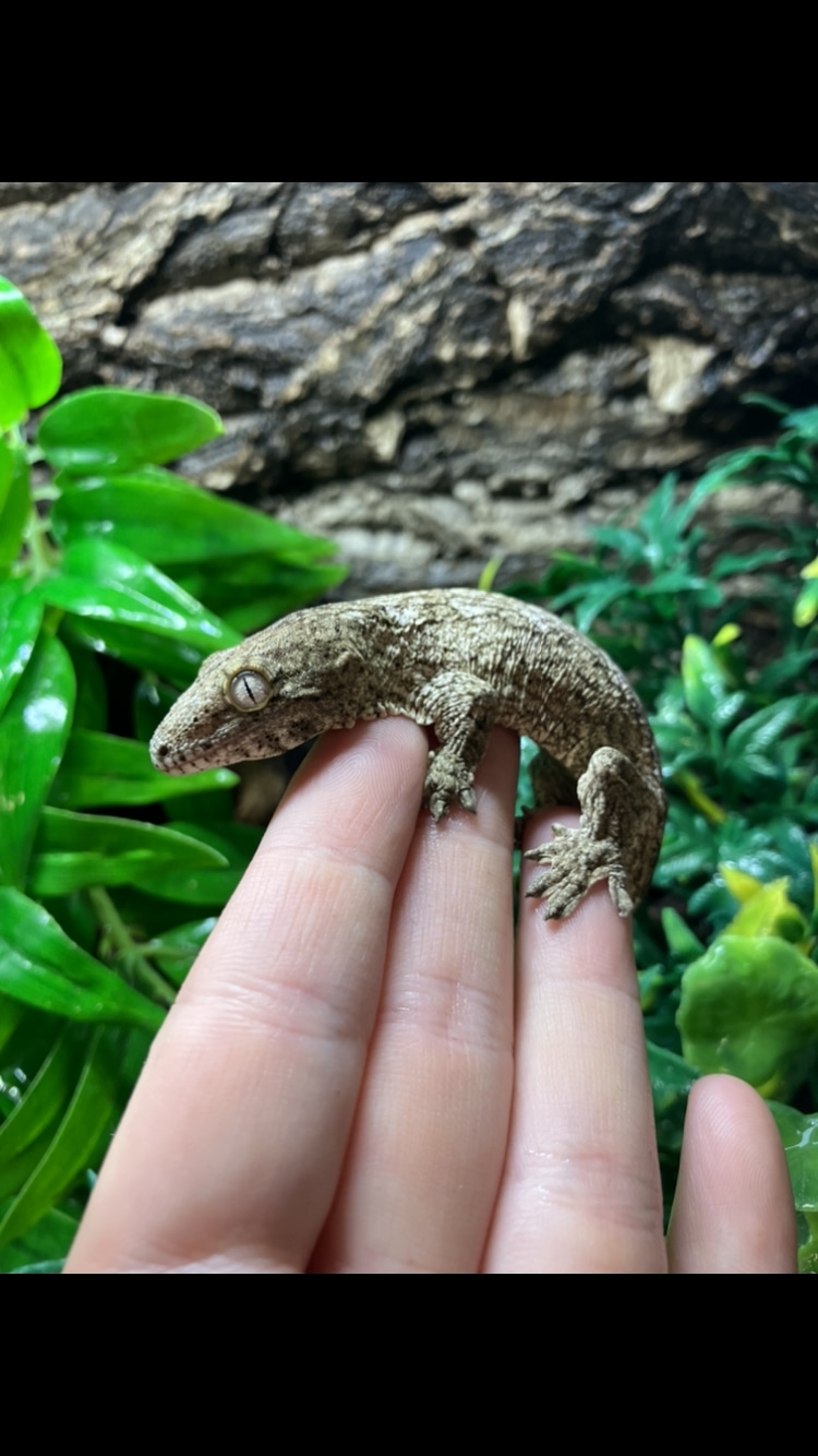 Mixed Locale Geckos Leachianus Gecko by Reptasia Pet Centre - MorphMarket