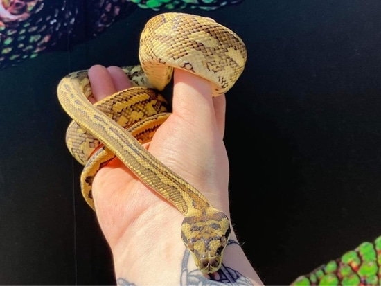 Caramel Tiger 50% Het Granite Carpet Python Coastal Carpet Python by ...