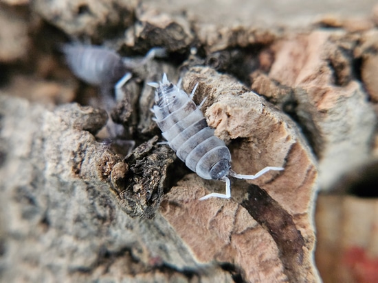 10ct Porcellionides Pruinosus Powder Blue/Orange Piebald Isopods Mix by ...