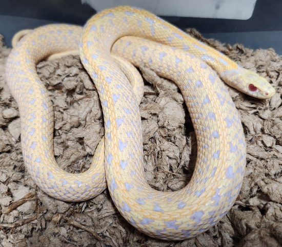 2020 Adult Breeder Albino Granite Checkered Garter Snake by The ...