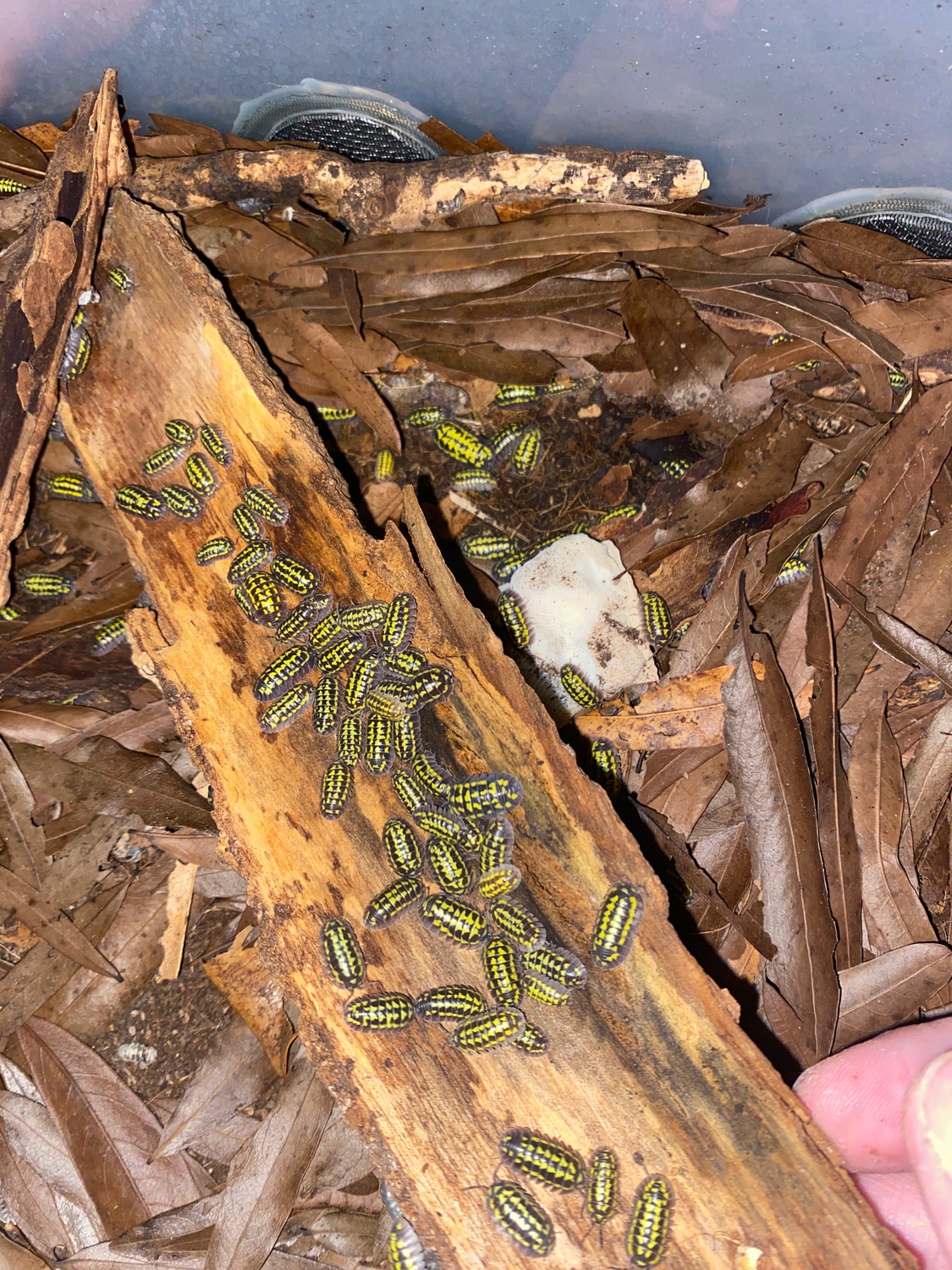 Gestroi Isopod by Isorare Pods - MorphMarket