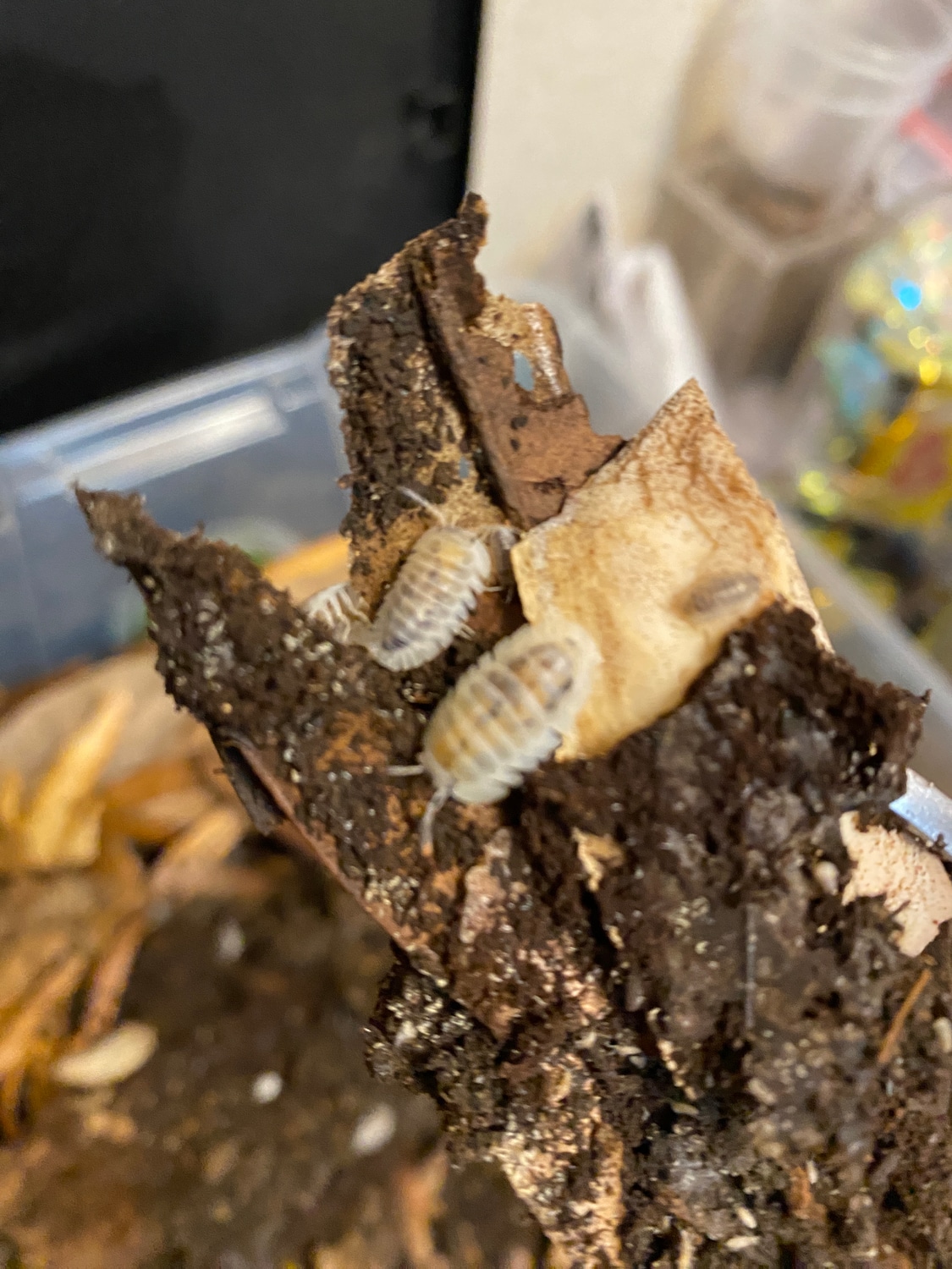 Shiro Utsuri Isopod by Isorare Pods - MorphMarket