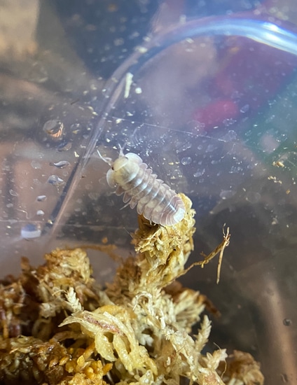 Cubaris Sp Crystal Wall Isopod by Isorare Pods