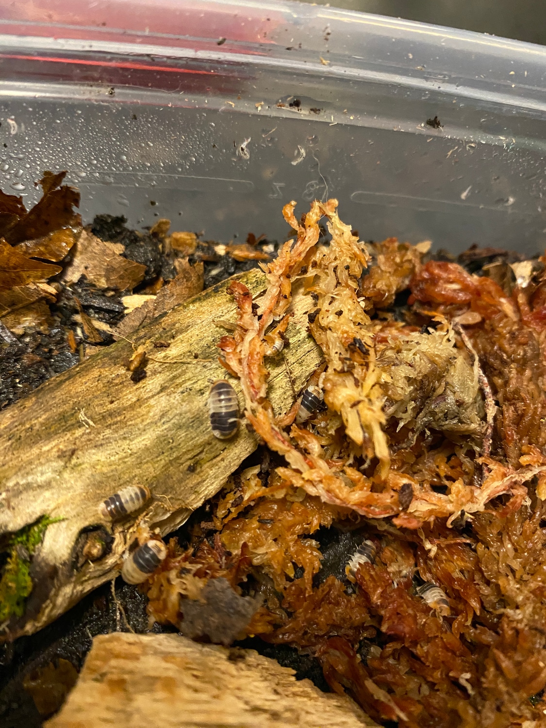 Cubaris Sp White Shark Isopod by Isorare Pods - MorphMarket