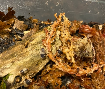 Cubaris Amber Ducky Isopod by Isorare Pods - MorphMarket