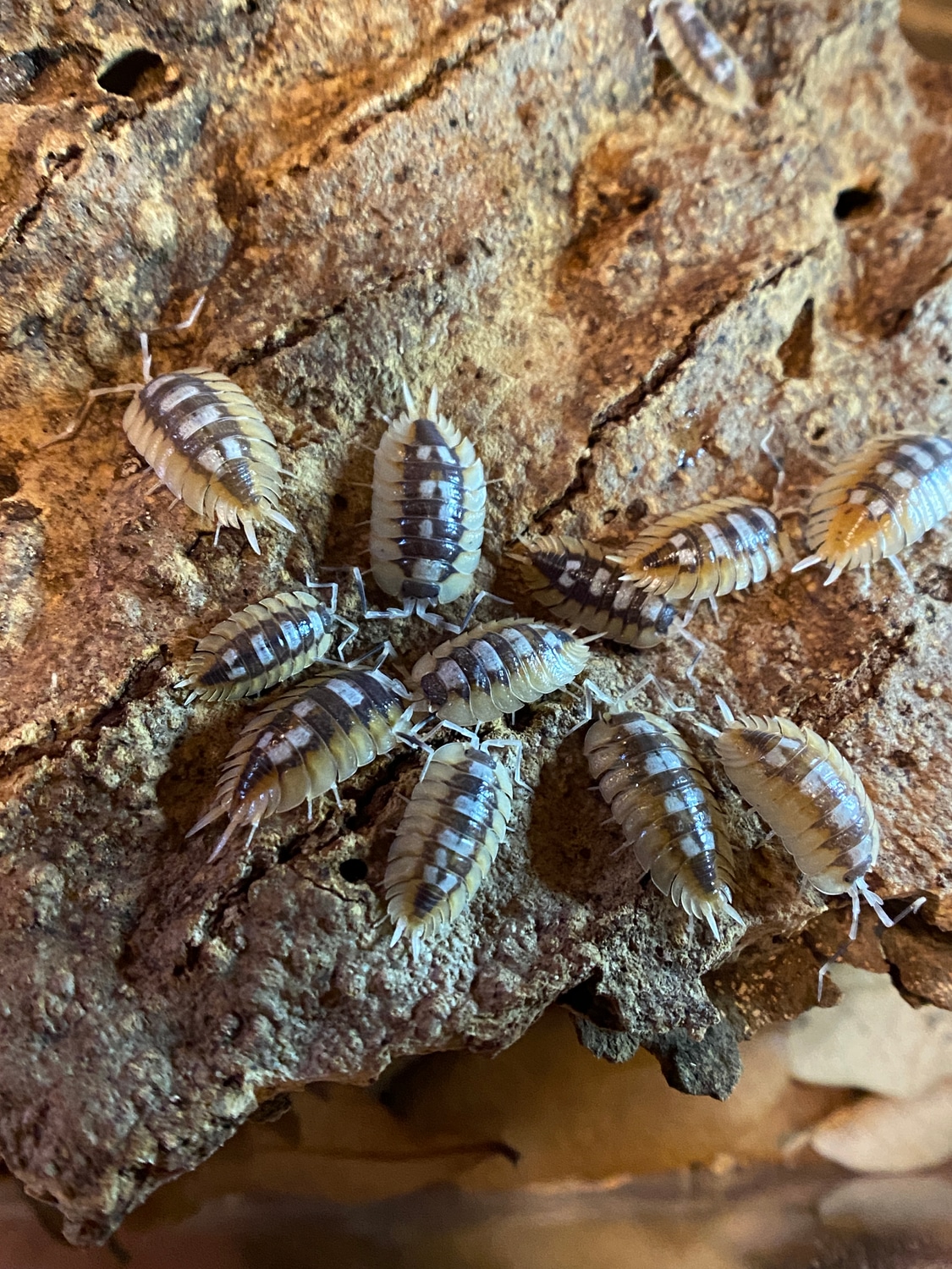 Porcellio Expansus “Orange Isopod by Isorare Pods - MorphMarket