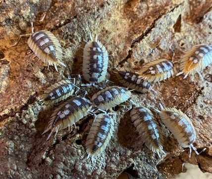 Sp Thai Spiky Isopod by Isorare Pods - MorphMarket