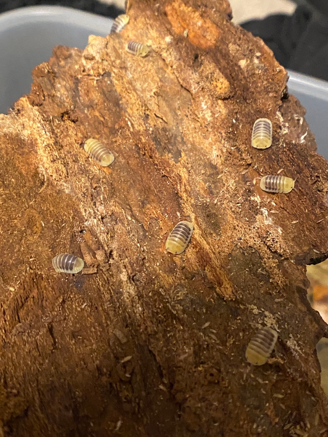 Cubaris Jupiter Isopod by Isorare Pods - MorphMarket