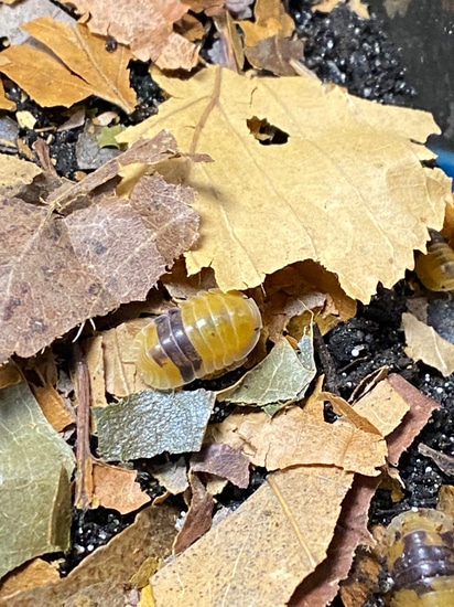 Cubaris Sp Amber Ducky 6ct Isopod by Isorare Pods