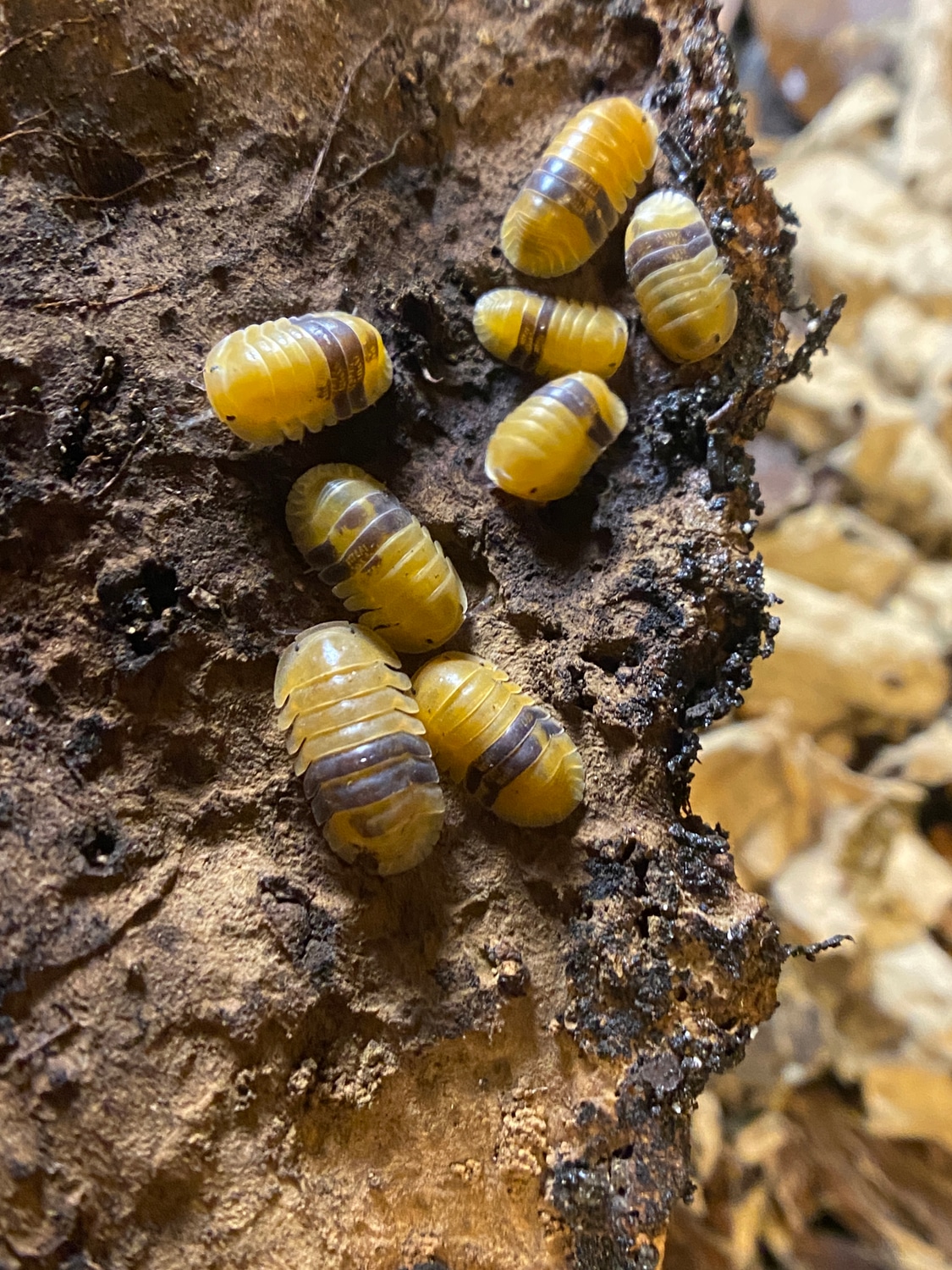 Cubaris Amber Ducky Isopod by Isorare Pods - MorphMarket