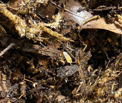 Cubaris Jupiter Isopod by Isorare Pods - MorphMarket