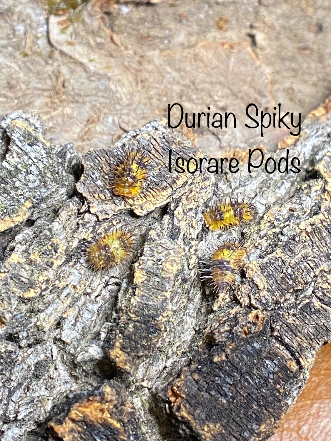 Laureola Sp Durian Spiky Isopod by Isorare Pods - MorphMarket