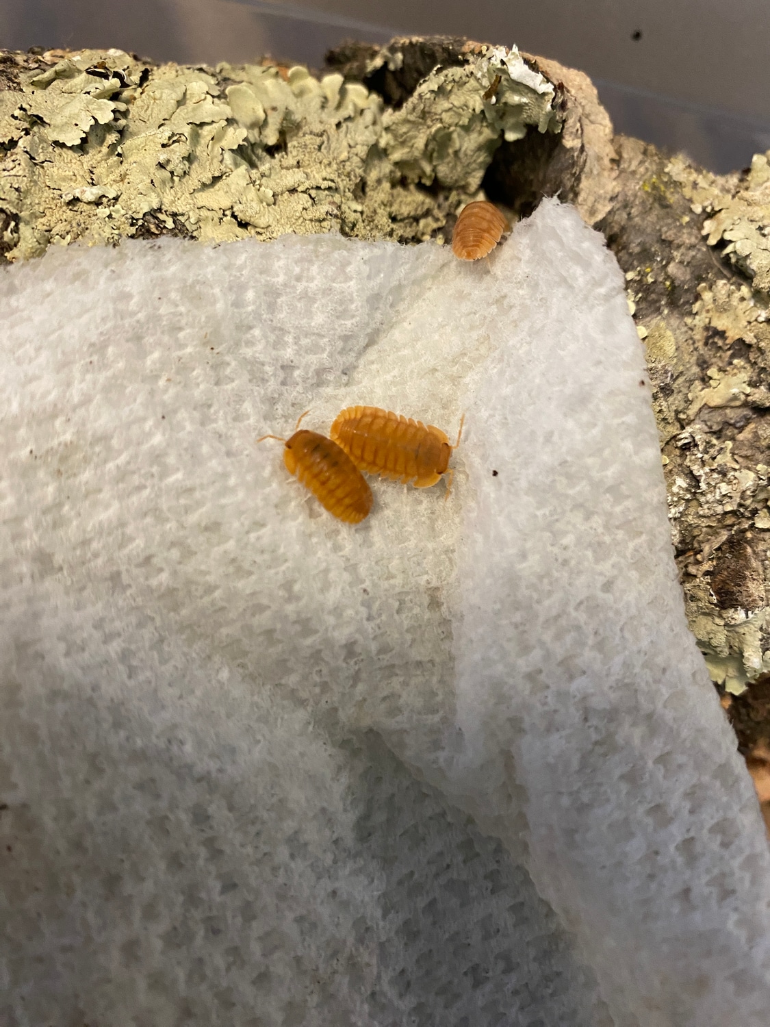 Cubaris Red Edge “orange Isopod by Isorare Pods - MorphMarket