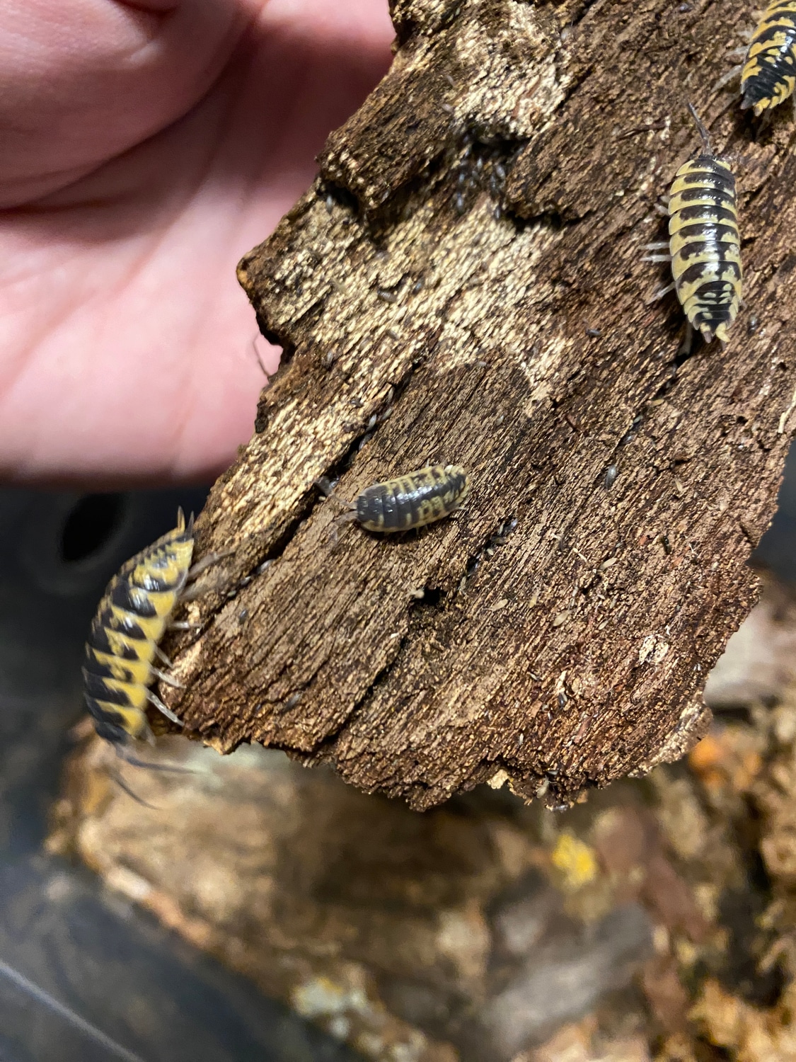 Porcellio Ornatus “high Yellow Isopod by Isorare Pods - MorphMarket
