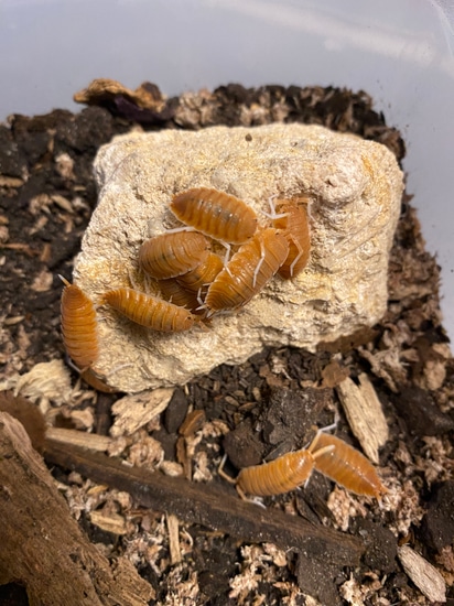 Porcellio Magnificus Isopod by Isorare Pods