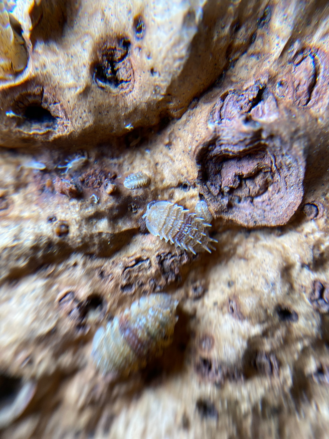 Pseudarmadillo Spinosus "Cuban Spiky” Isopod by Isorare Pods - MorphMarket