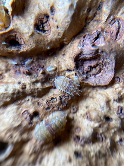 Pseudarmadillo Spinosus "Cuban Spiky” Isopod by Isorare Pods