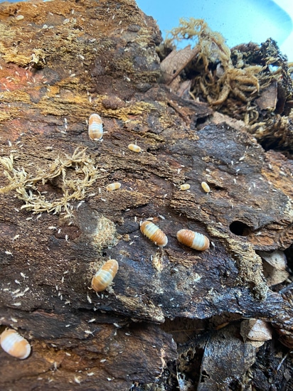 Cubaris Sp “Red” Panda King Isopod by Isorare Pods