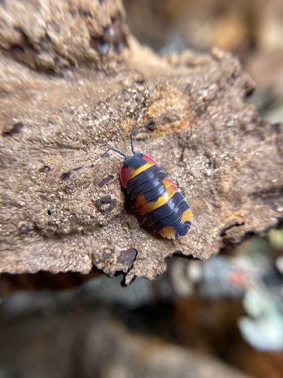 Merulanella Sp Tricolor Isopod by Isorare Pods
