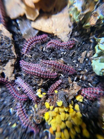 Desmoxytes Planata ~ Pink Dragon Millipedes 10ct by Isorare Pods