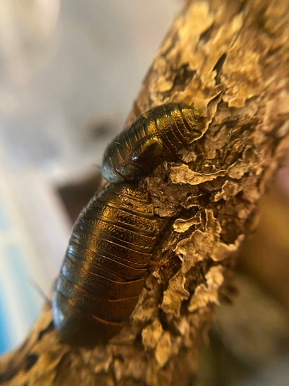 Pseudoglomeris Magnifica "Copper Cockroach by Isorare Pods