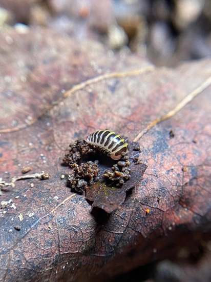 Rhopalomeris Carnifex Candy Pill *captive Bred* Millipede by Isorare Pods