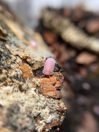 Cubaris Sp Cherry Blossoms Isopod by Isorare Pods
