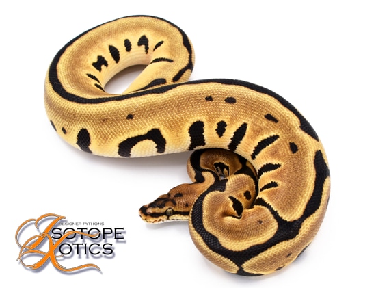 Orange Dream Leopard Spotnose Het Clown 50% Het DG Ball Python by ...