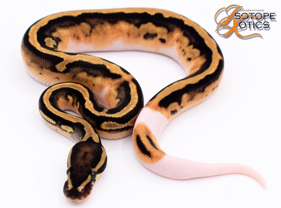 Java Scrambler Pied 100% Het Clown 100% Het Lavender Albino Poss Het Mj ...