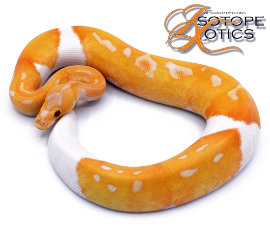 Holy Grail Ball Python by Isotope Xotics