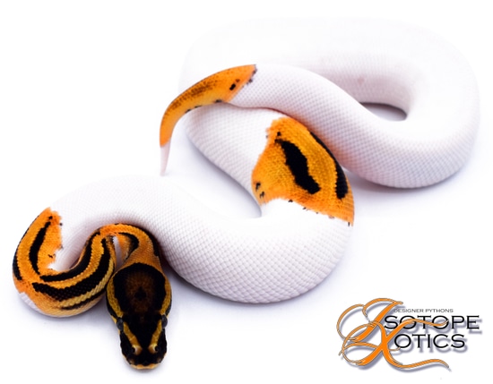 Super Orange Dream Pied Het Clown Ball Python by Isotope Xotics