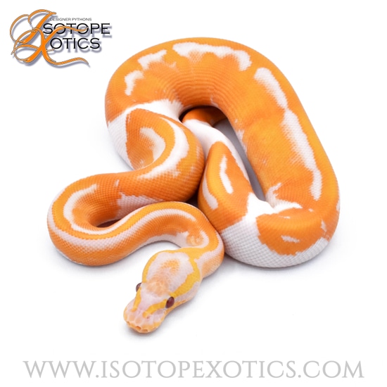 Java Scrambler Dreamsicle Het Clown Ball Python by Isotope Xotics