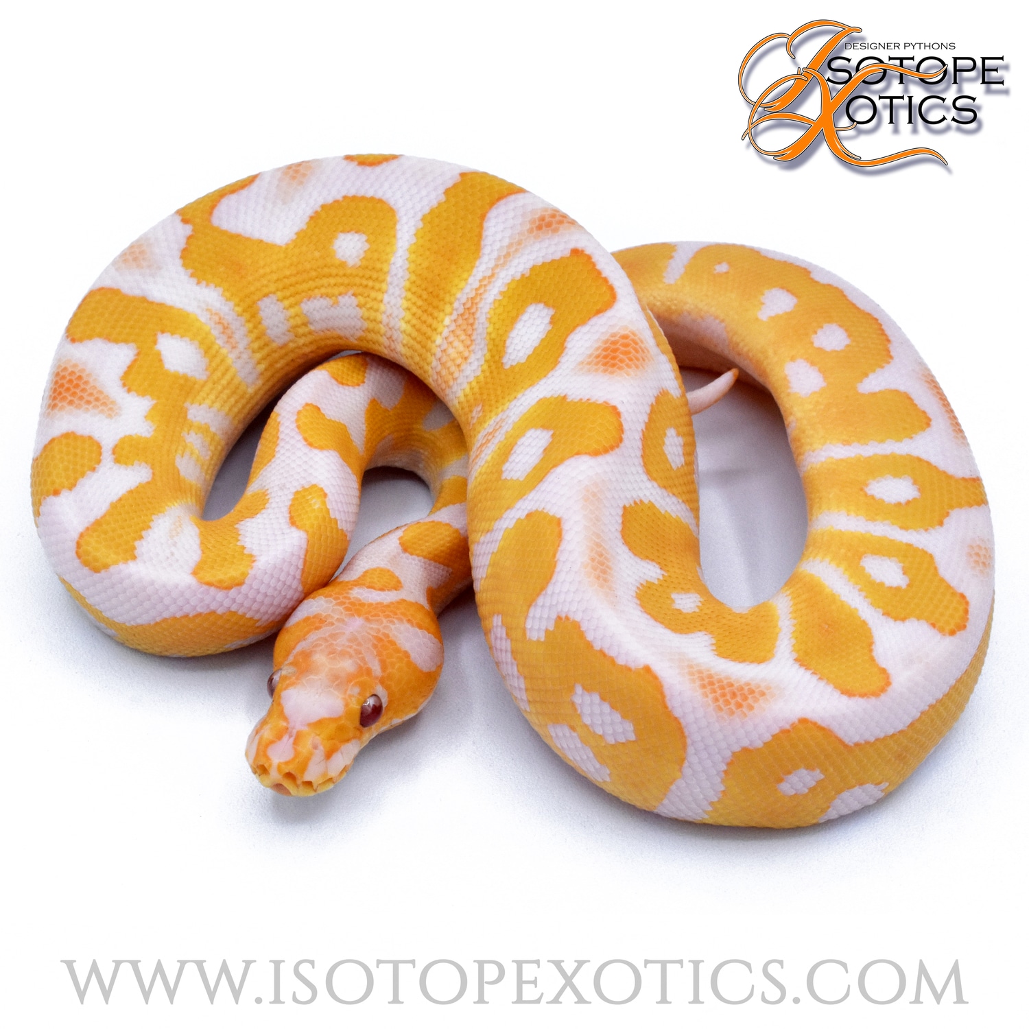 Java Scrambler Grail Het Pied