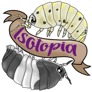 Isotopia - MorphMarket