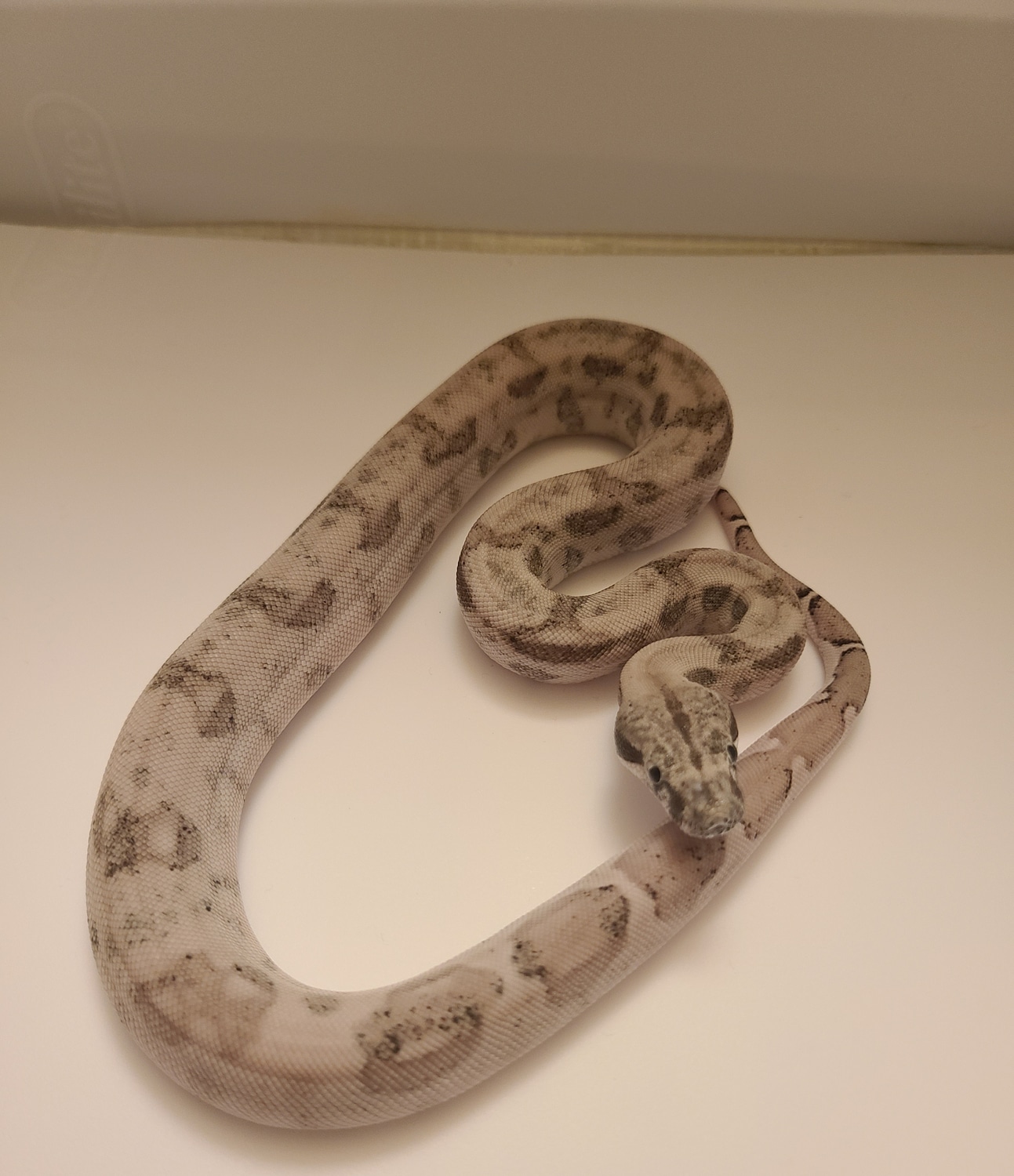 Hog Ghost Boa Constrictor by Dream Serpents - MorphMarket
