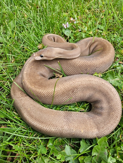 8 Ball Black Pastel Cinnamon Ball Python by Dream Serpents