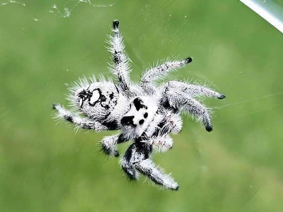 Regal Jumping Spiders All Color Types by It's a Spider's World