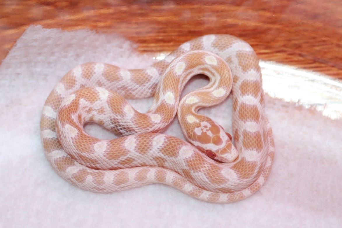Butter Het Anery & Motley OR Stripe Corn Snake by Hypno Herps - MorphMarket