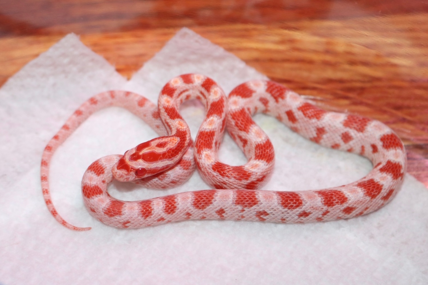 Amel Het Anery, Caramel & Motley OR Stripe Corn Snake by Hypno Herps ...