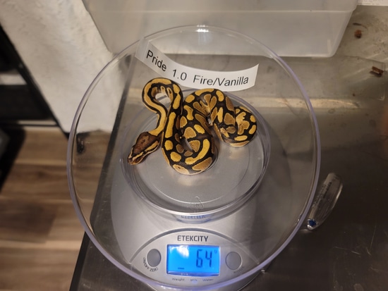 Fire Ball Python by Basilisk Exotics