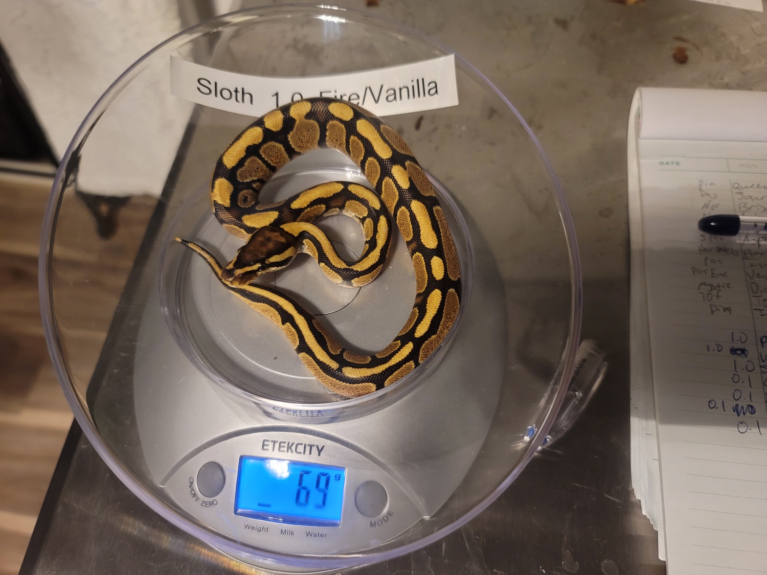 Fire Ball Python by Basilisk Exotics - MorphMarket