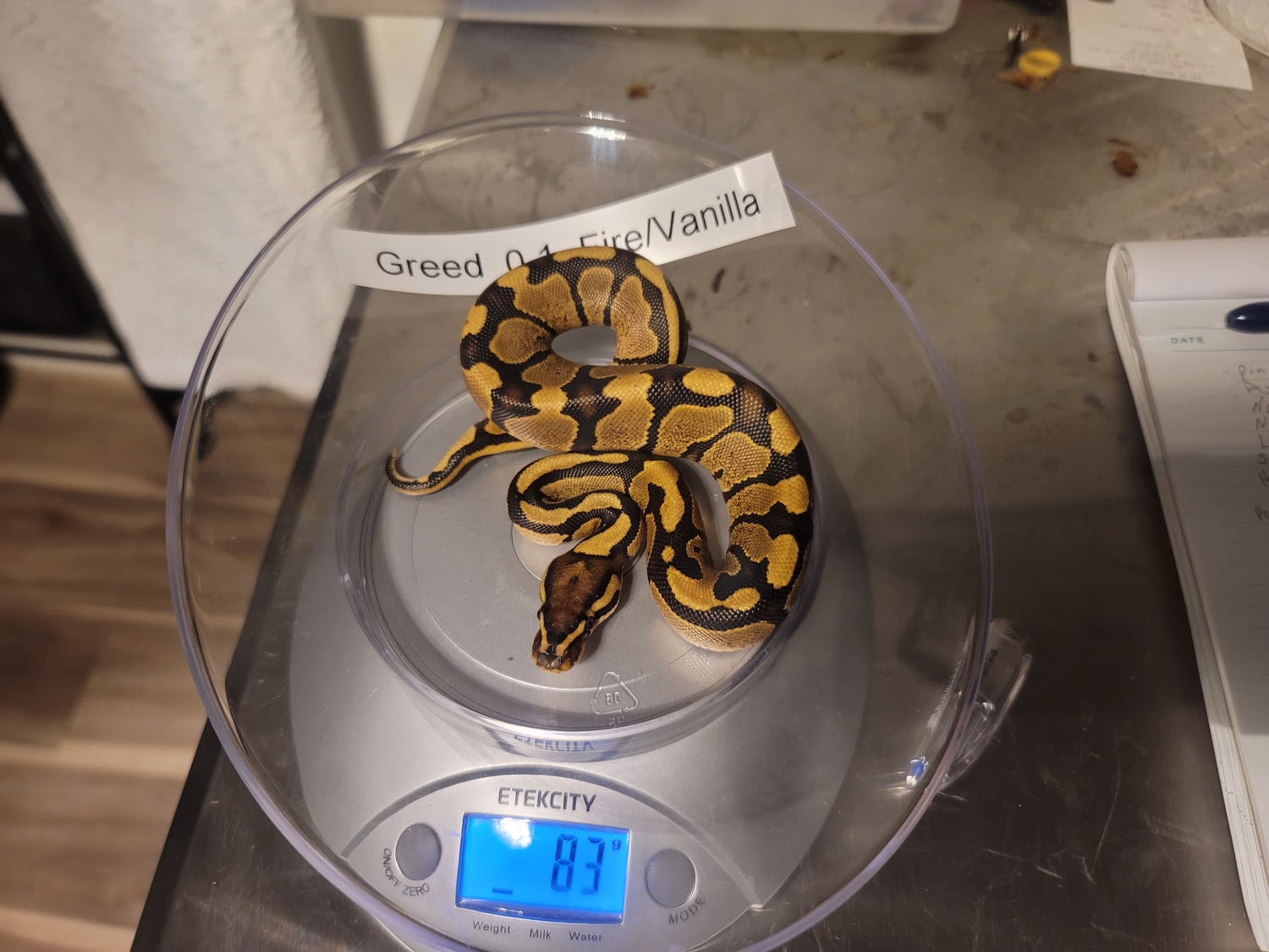 Fire Ball Python by Basilisk Exotics - MorphMarket
