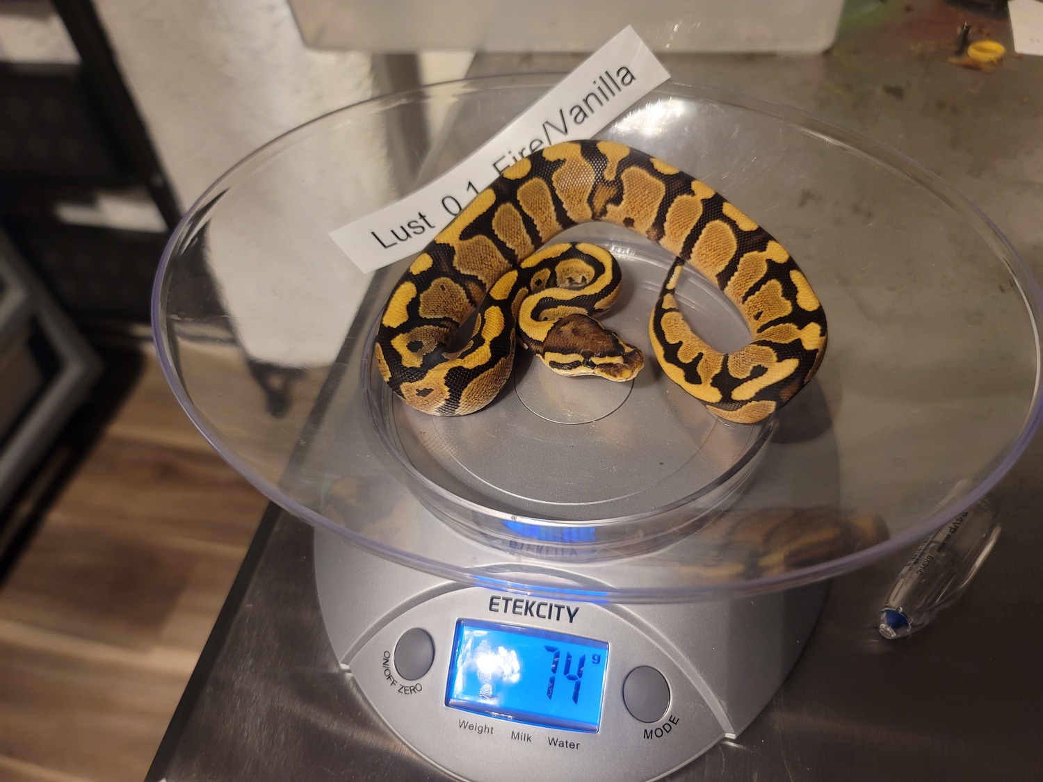 Fire Ball Python by Basilisk Exotics - MorphMarket