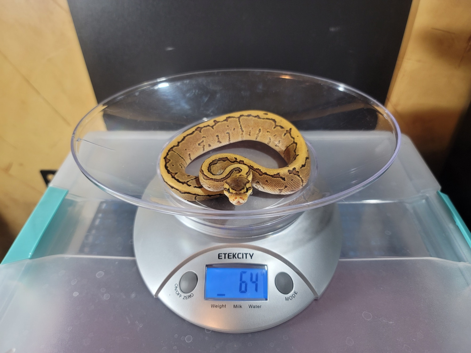 Fire Pin Ball Python by Basilisk Exotics - MorphMarket
