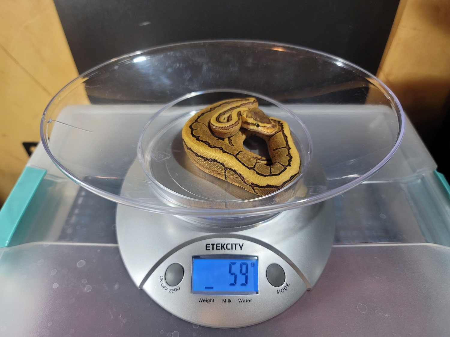 Fire Pinstripe Ball Python by Basilisk Exotics - MorphMarket