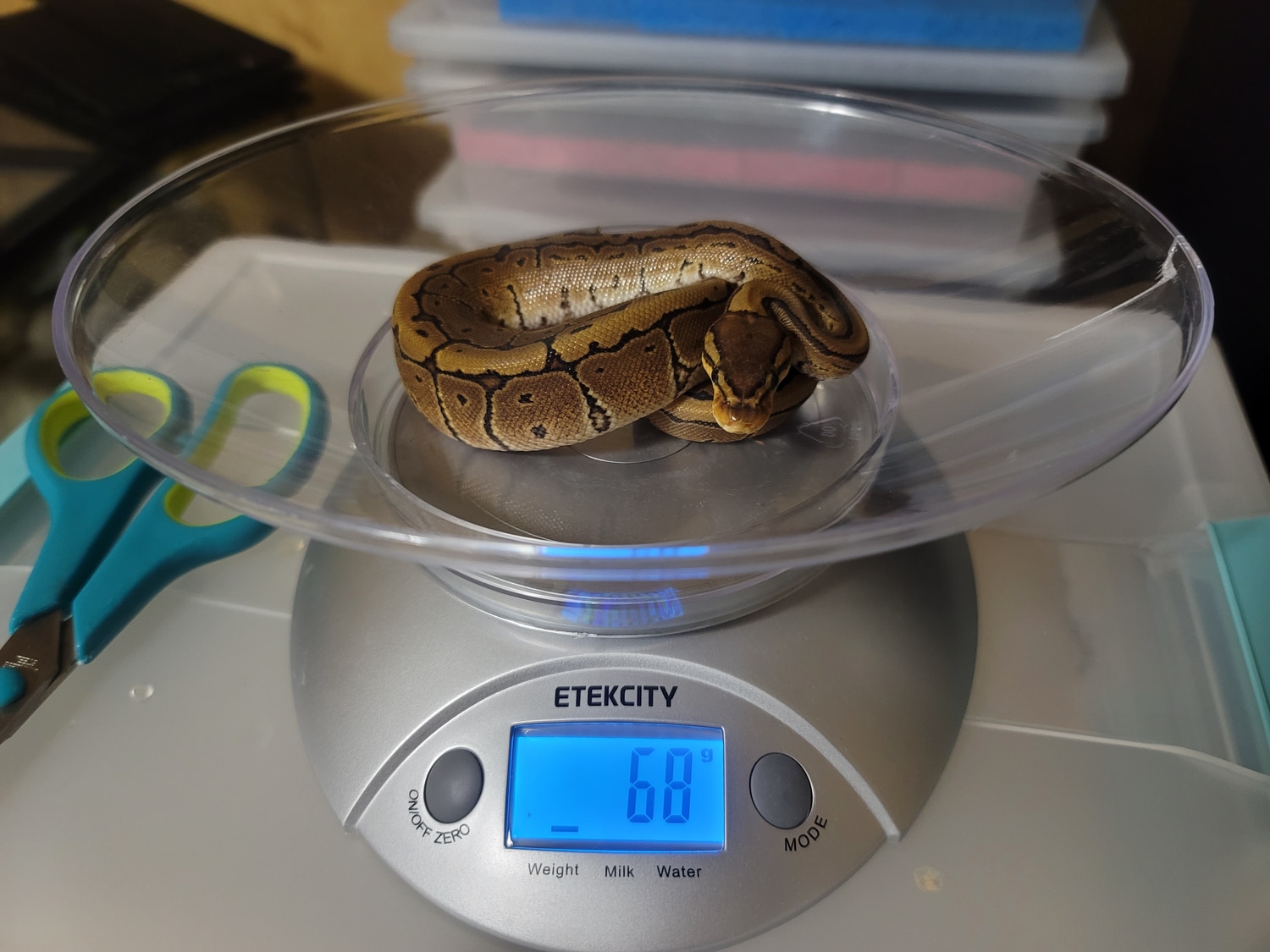 Pinstripe Ball Python by Basilisk Exotics - MorphMarket