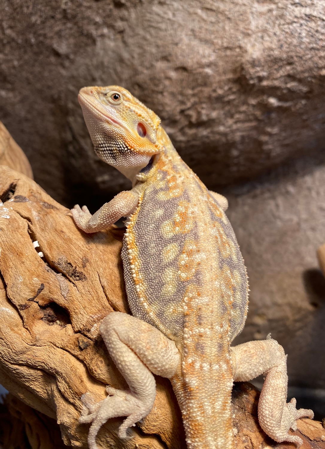 Citrus Tiger Hypo Leatherback Dunner Central Bearded Dragon by Exo ...
