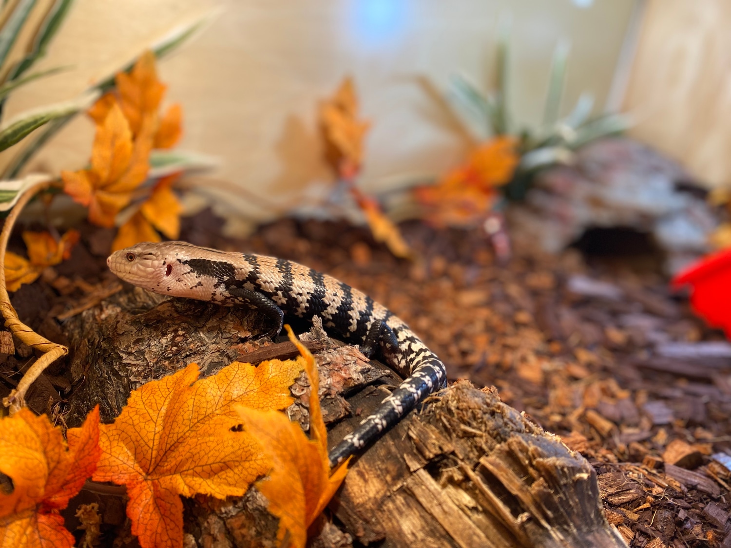 Blue Tongue Skink Halmahera Blue-Tongued Skink by Exo_Dragons - MorphMarket