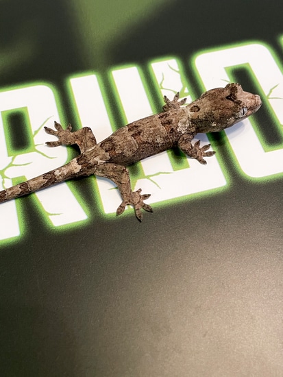 White Collar Pine Island Chahoua Chewie Gecko [Prob Chahoua Gecko by ...